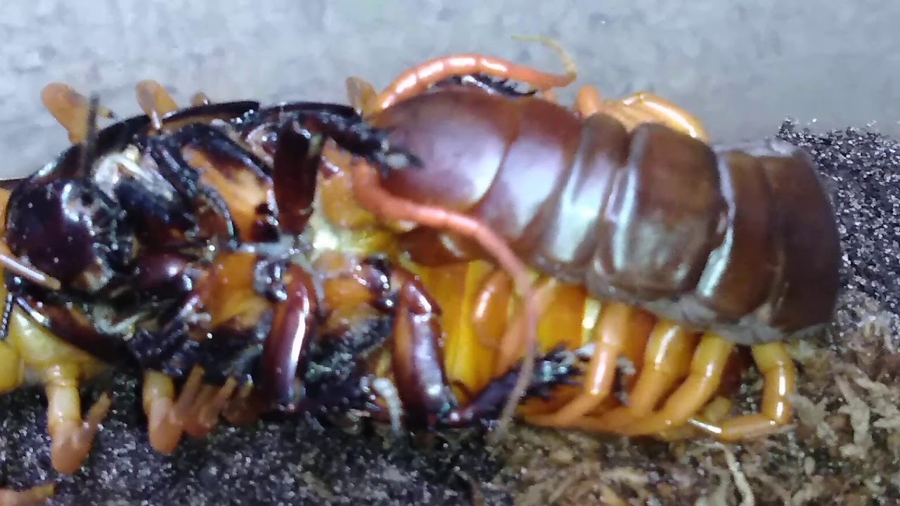 Pede feeding. Pt 2 - YouTube