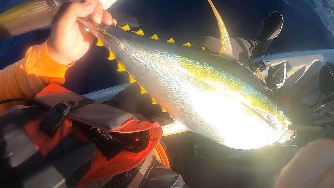 Hawaii Kayak Fishing: Tons of Opelu and New PB Shibi (Yellowfin Tuna ...