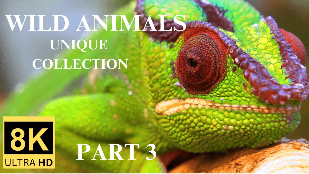 Soothing Natural relaxing Sounds with Unique COLLECTION of Wild Animals ...