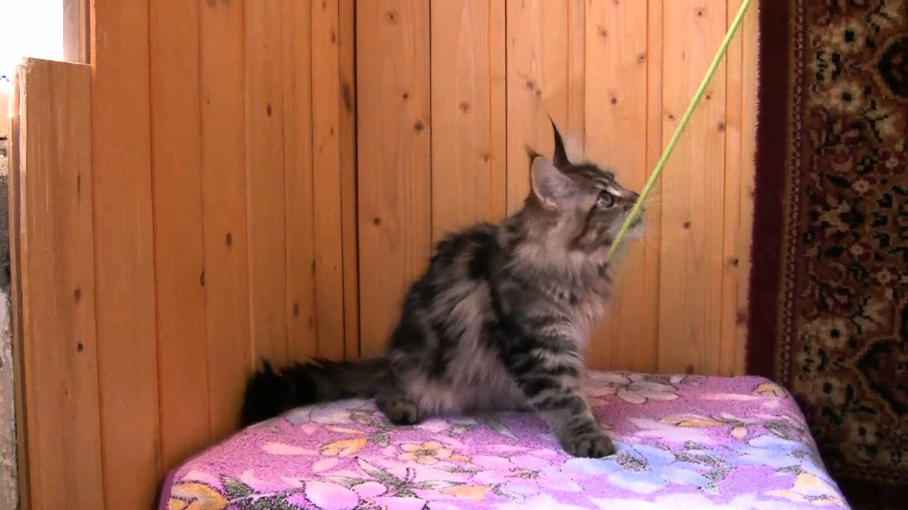 Iris Oka Coon. 3 месяца - YouTube