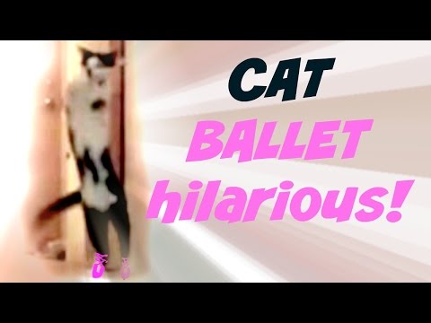 Funny Cat A Ballerina Cat Performs - FUN KID VID for kid friendly viewing