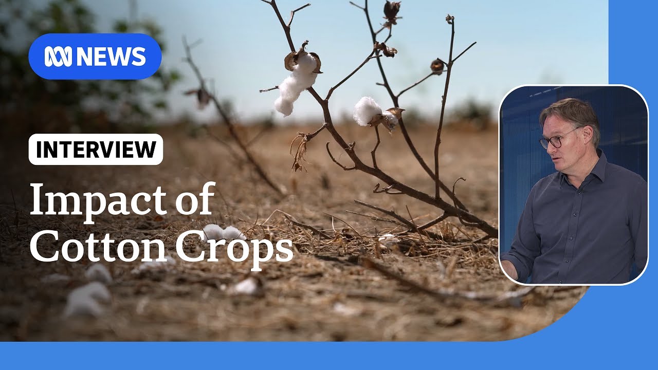 Push to grow cotton raises concerns about impact on the environment and ...