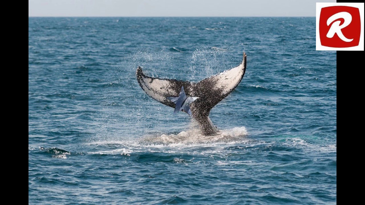 Encuentran una ballena embarazada muert@ con 22 kilos de plástico en su ...