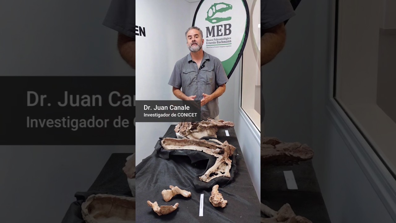 RESTOS FÓSILES de CAMPANANEYEN FRAGILISSIMUS 🦕 #dinosaurios #conicet # ...