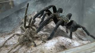 Cyriopagopoeus minax  pairing