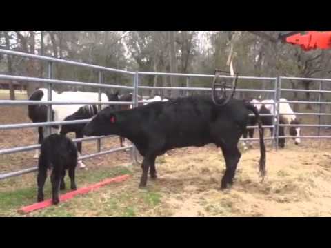Cow lift - YouTube