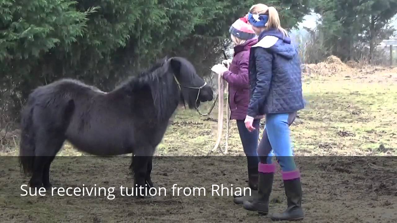 New Ponies Natural Horsemanship Training - YouTube