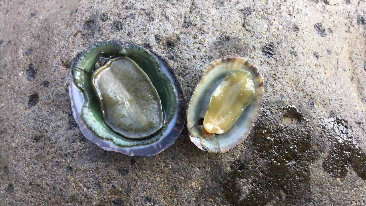 What do you call this?【something strange in the shellfish】 - YouTube