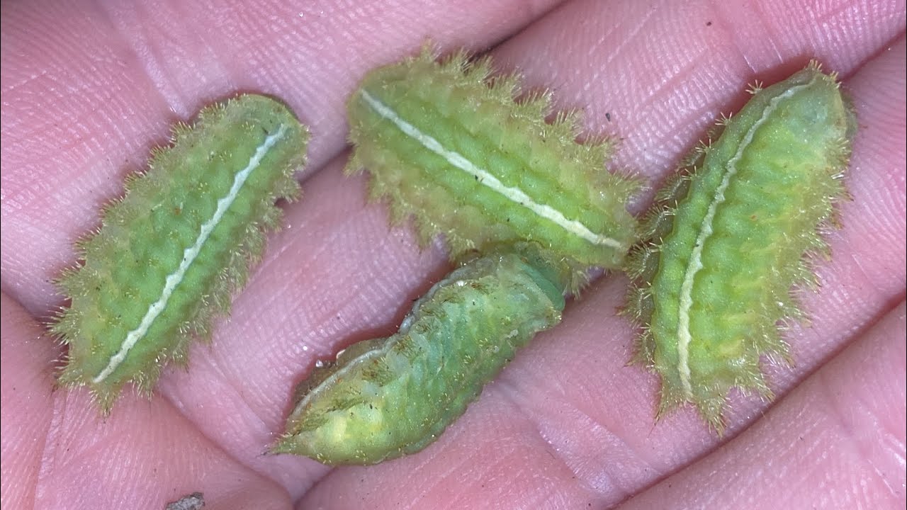 극동쐐기나방 Thosea sinensis - YouTube