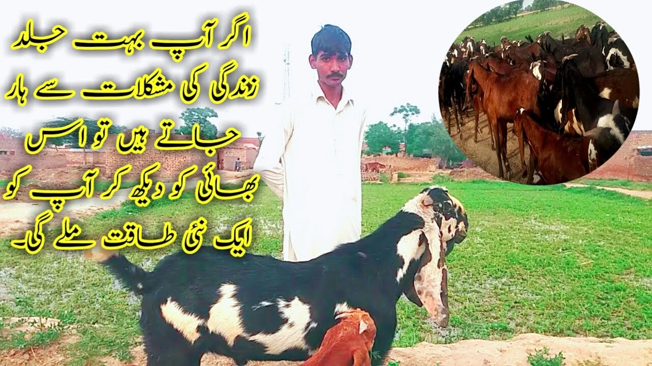 A Very Hardworking And Strong Goat Farmer in Sahiwal || Goat Farming ...