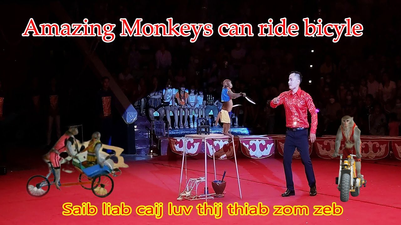 Lao circus - ກາຍຍະສິນລາວ ລິງສະແດງຂີ່ລົດຖີບໄດ້ຄືມະນຸດ - Saib liab caij ...