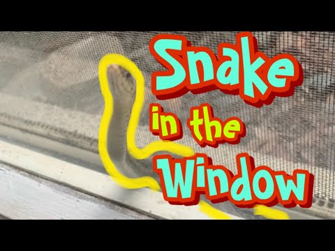 Snake rescued from a window! - YouTube