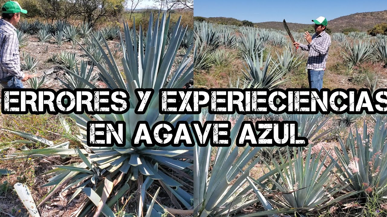 Aprendiendo de errores y experiencias en agave azul - YouTube