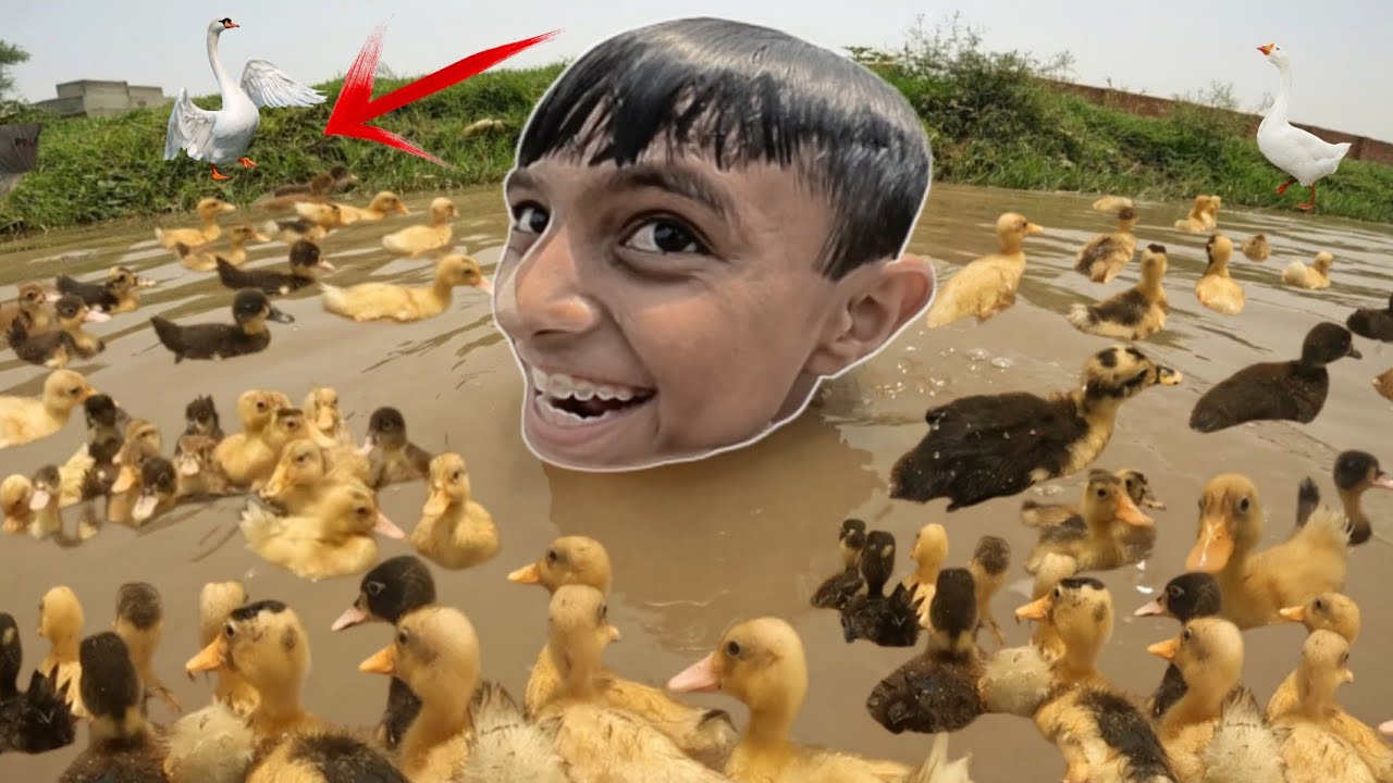 Ducky Gang🐥Ky Full Mazy Ho Gye😍 - YouTube