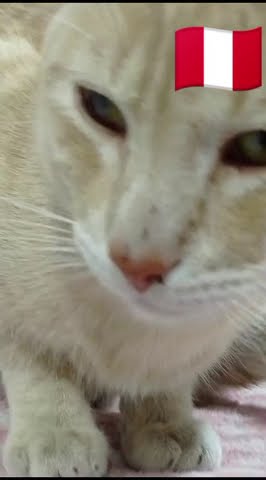 Felices fiestas patrias #gatos #perú - YouTube