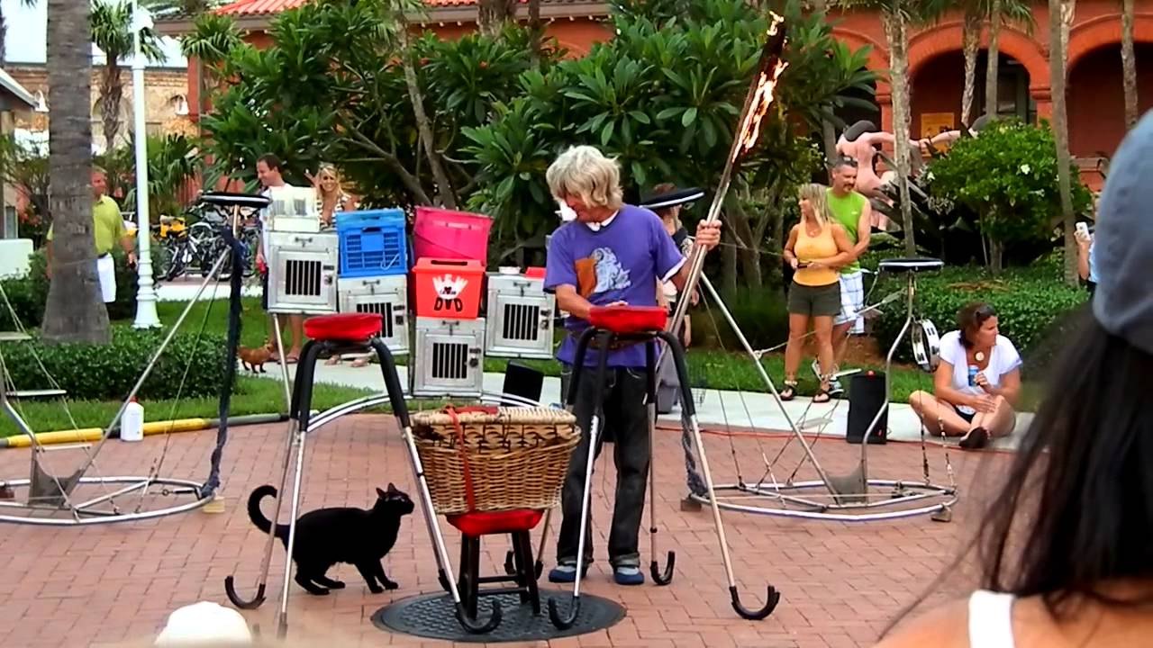 Key West Cats