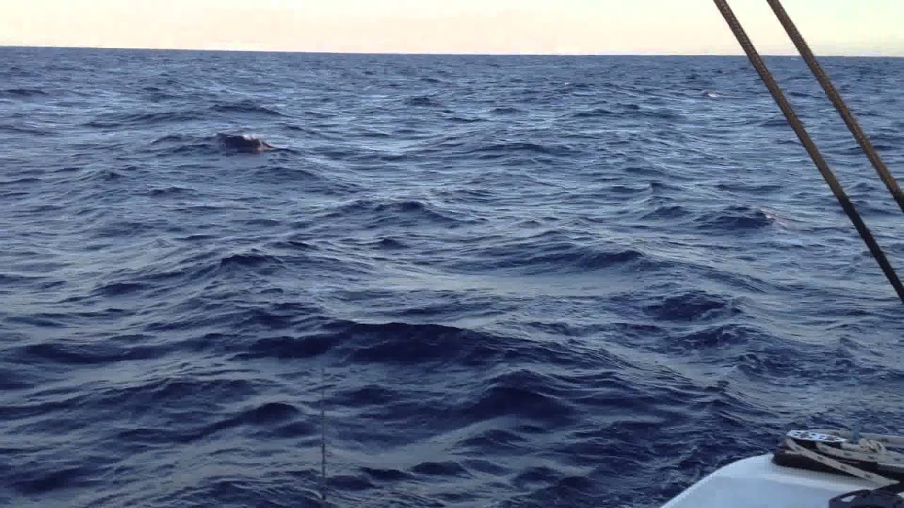 Sailing across the Gulf Stream 5-6-13@0611 - YouTube