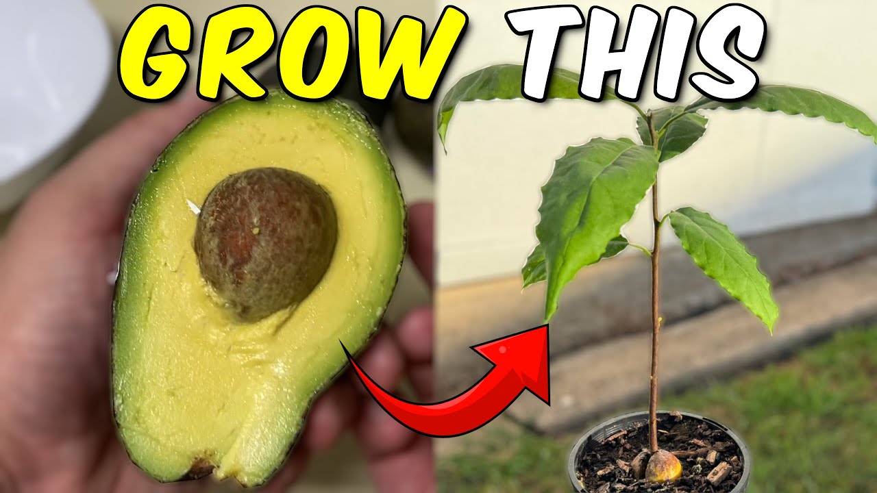 The EASIEST Way to GROW an AVOCADO TREE From SEED (Start to Finish ...