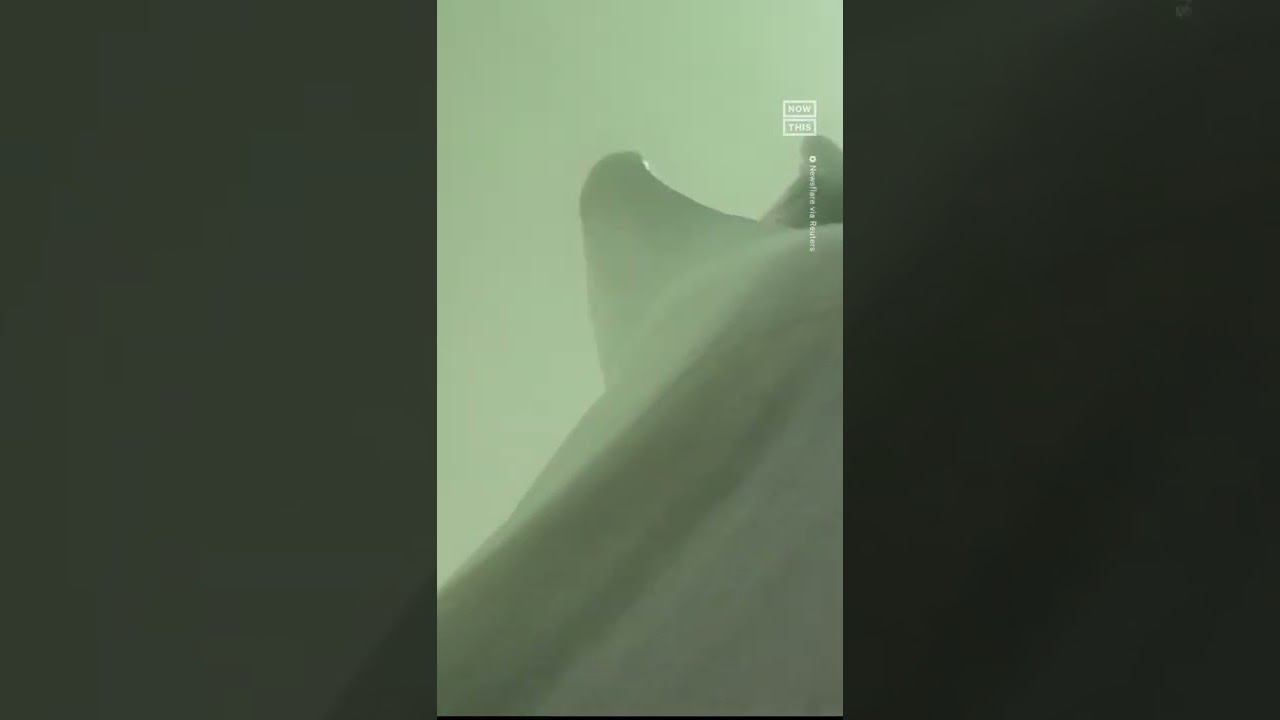 GoPro Footage Shows How Dolphins Hunt 🐬 - YouTube