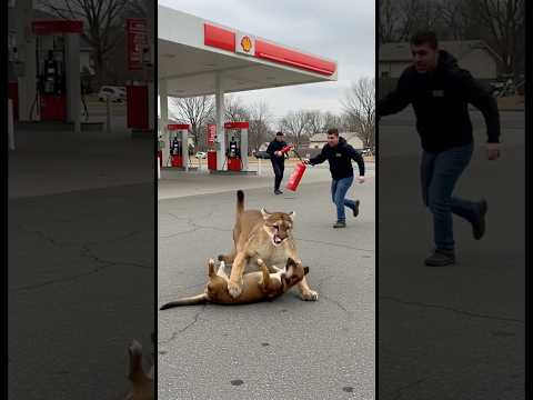 When a Cougar Attacks a Dog at a Gas Station