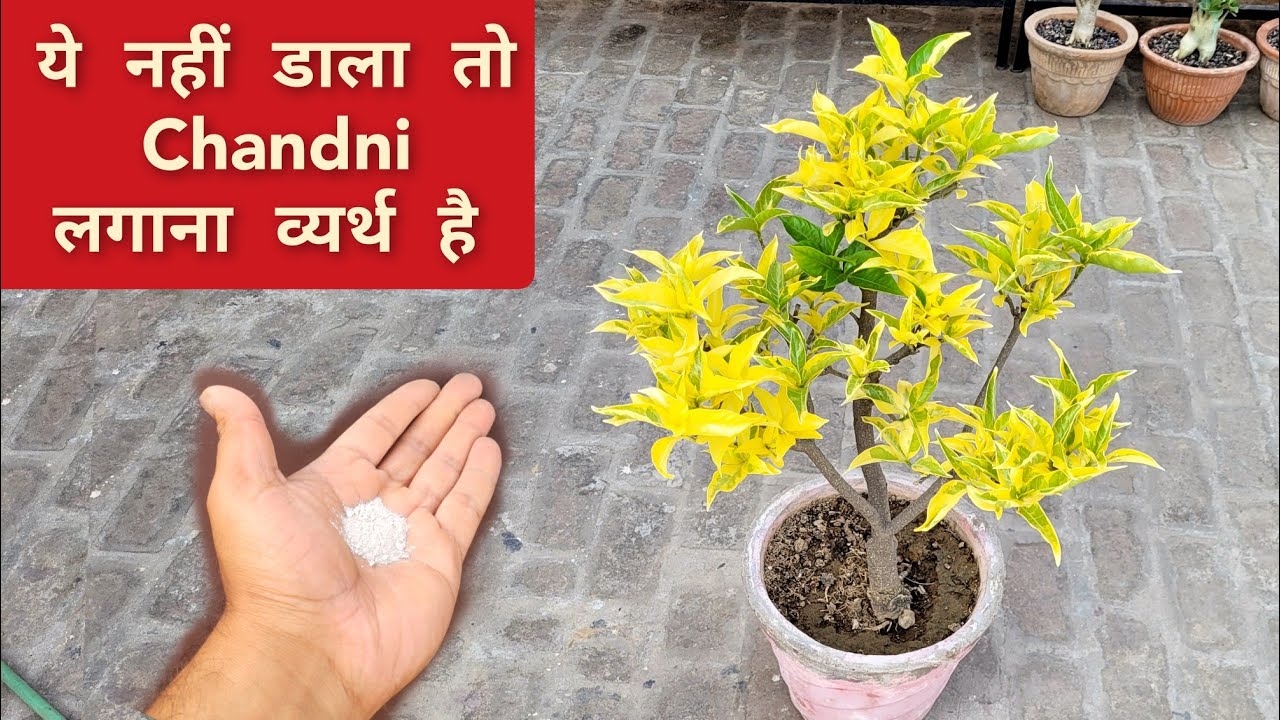 ये नहीं डाला तो चांदनी लगाना व्यर्थ है, Double chandni plant ...