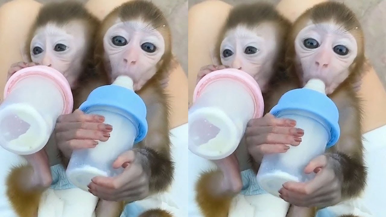 Cute Baby Monkey Drinking milk with Big Milk Bottle/ very good heath monkey sleep Milk very ...