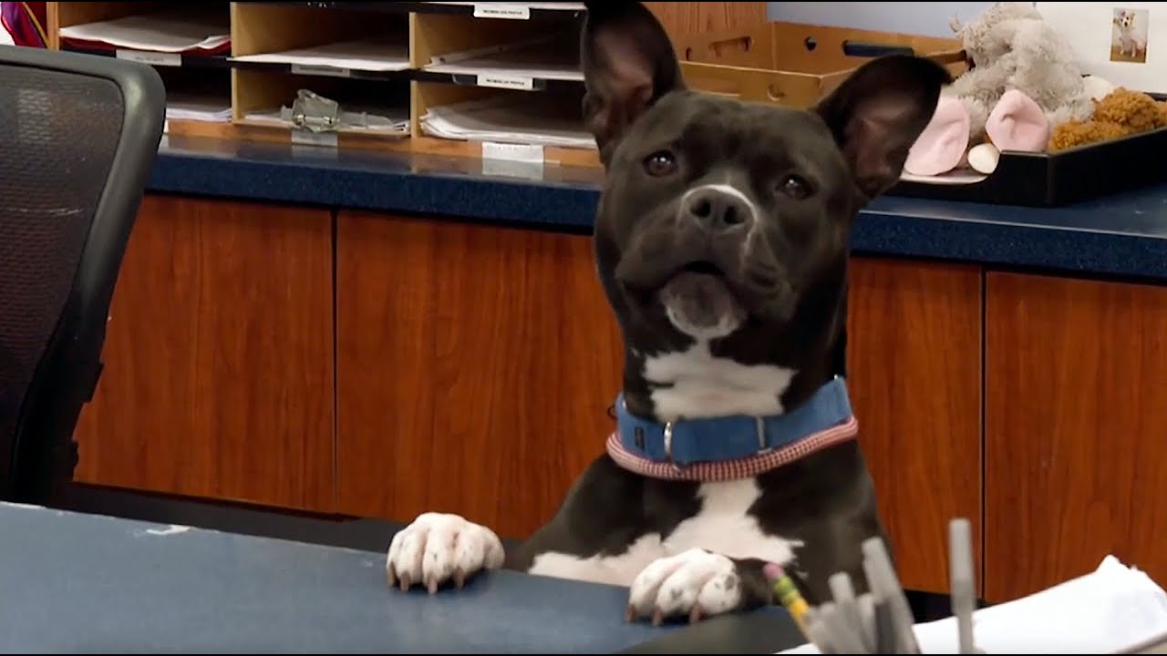 Animal Shelters Boost Adoptions with Field Trips for Pups and ...