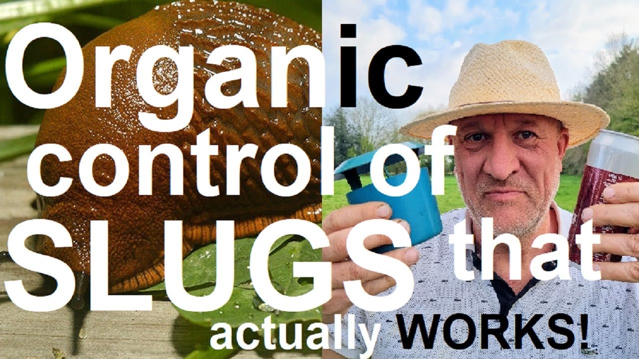 Organic Method to Control Slugs that Actually Works - YouTube