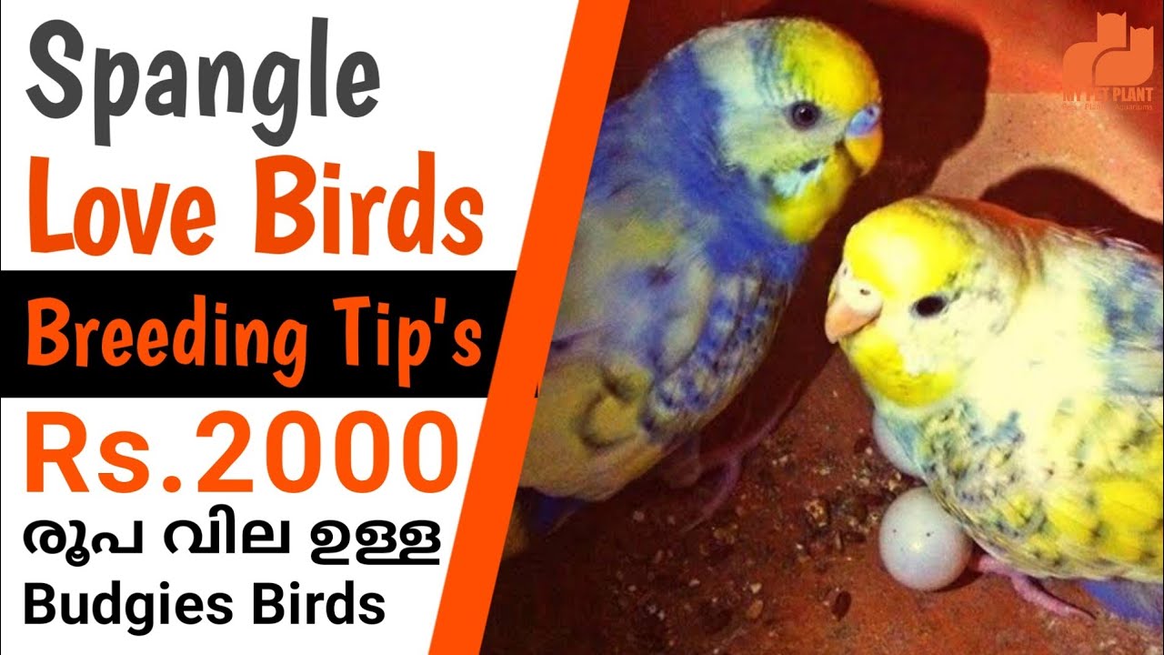 2000 രൂപയുടെ Love Bird | Spangle Budgies Breeding Tips | Love Birds in ...