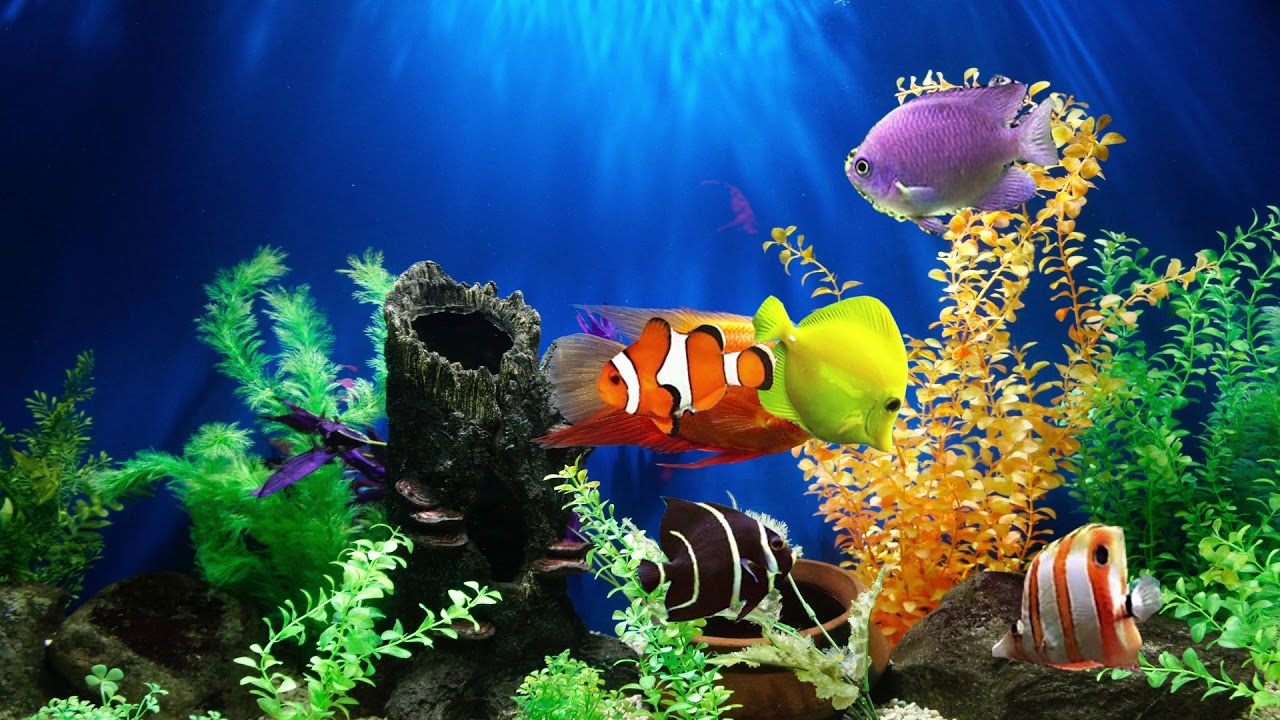 fish pool - YouTube