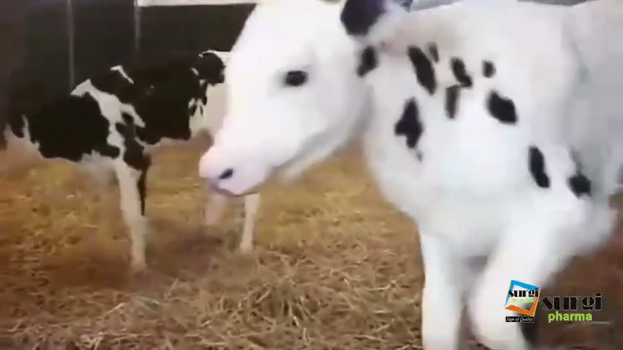 Calves Playing and Jumping || Super Cute Animals || Must watch - YouTube