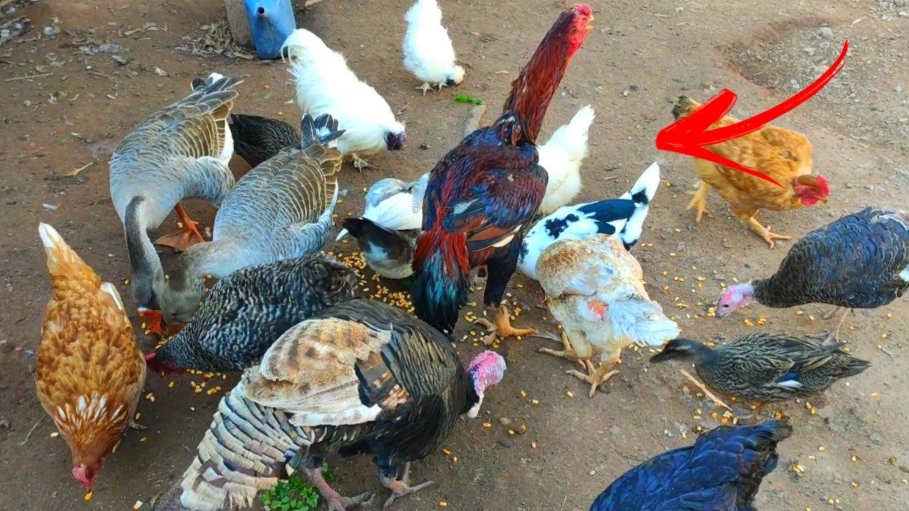 Em breve, muitas aves novas no solução caseira! Quais são? - YouTube