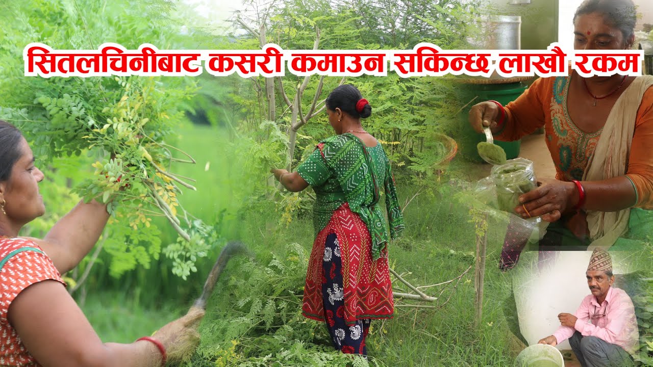 sitalchini#सितलचिनिबाट कसरी कमाउन सकिन्छ लाखौं रकम #sitalchini_kasari ...