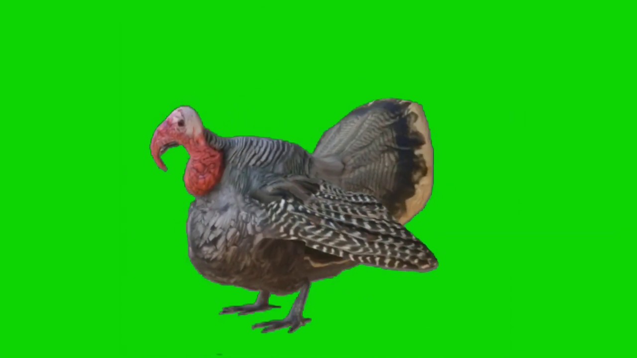 Green Screen Turkey Effects - YouTube