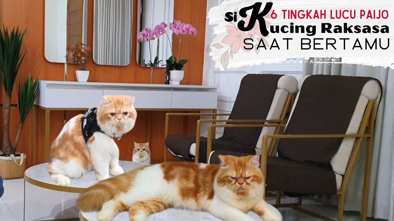 PERTAMA KALINYA Mengajak KUCING Gendut Lucu yang Menggemaskan Bertamu ...