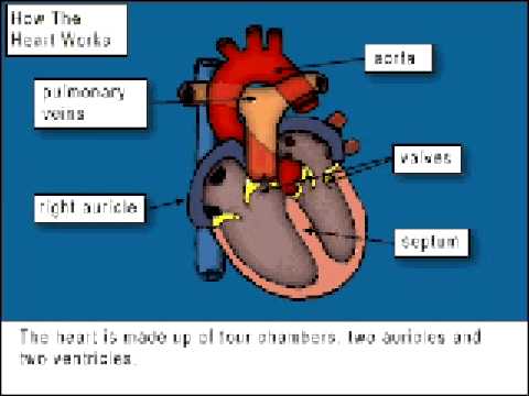 How the Heart Works - YouTube