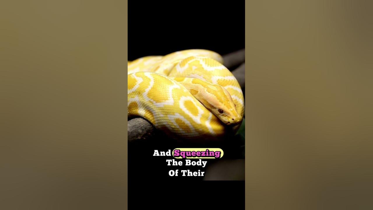Interesting Facts About Pythons youtubeshorts viralvideos interesting-facts-about-pythons-youtubeshorts-viralvideos