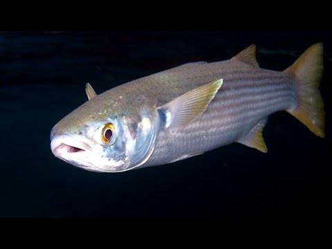 Facts: The Mullet - YouTube