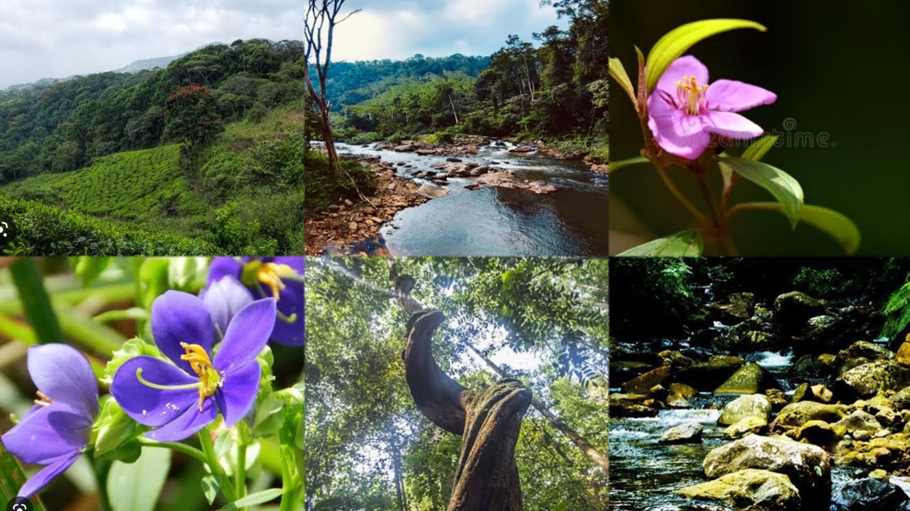 sinharaja rain forest||niwarthana wasi wananthara||wananthara||animals ...