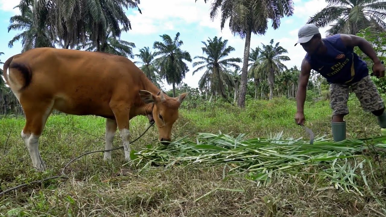 Beternak Sapi dan Babi, Cerita dari Arso - YouTube