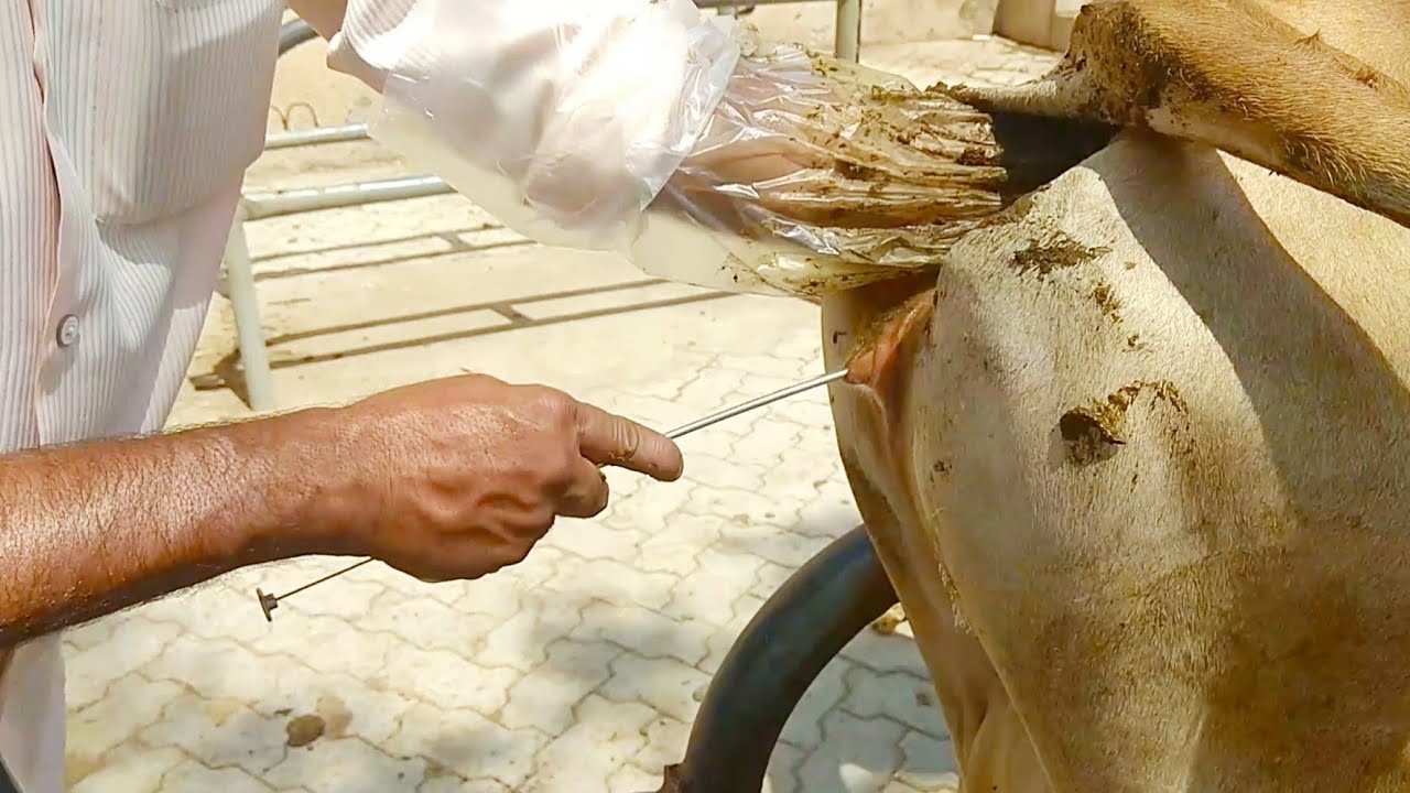 AI In Cow In India ! Artificial Insemination In Animals - YouTube
