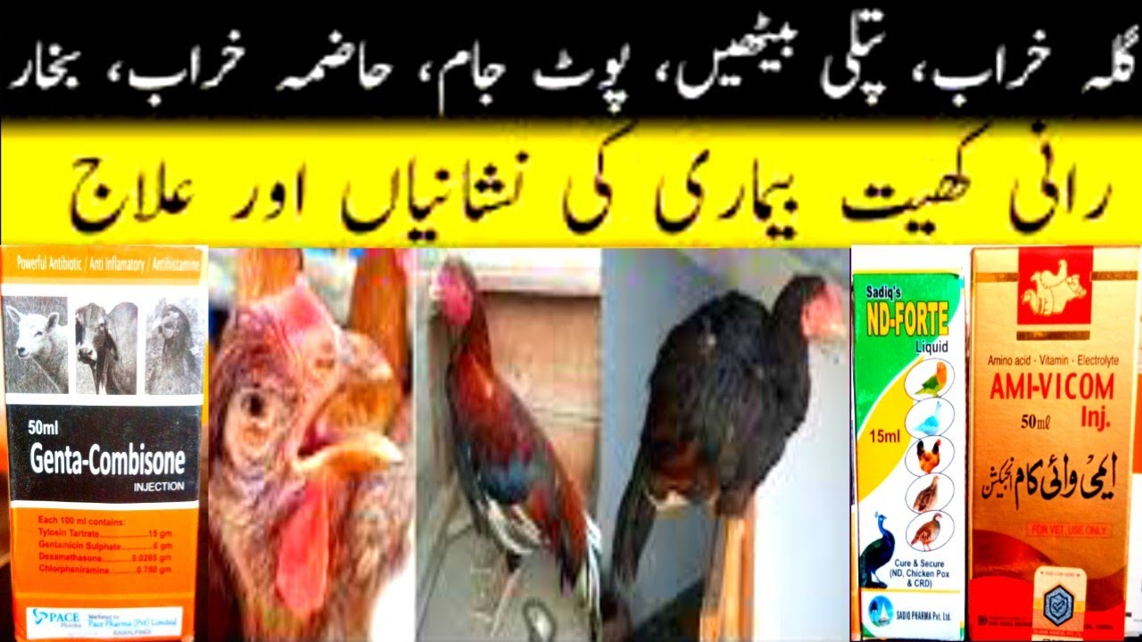 Genta-Combisone inj,,Ami-Vicom inj,, ND-Forte مرغیوں میں بیمار کے لیے ...