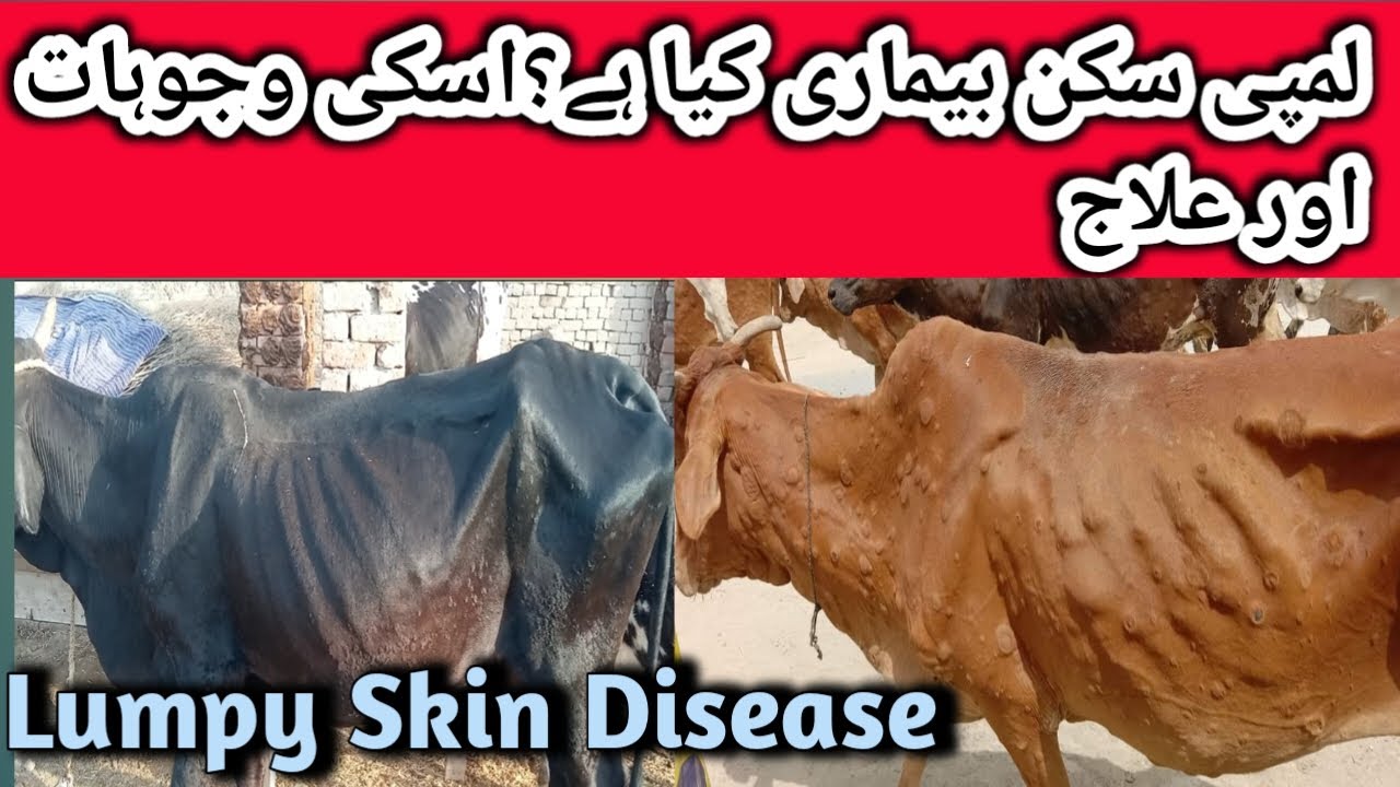 What is Lumpy Skin Disease ? || Treatment of Lumpy skin Disease || How ...