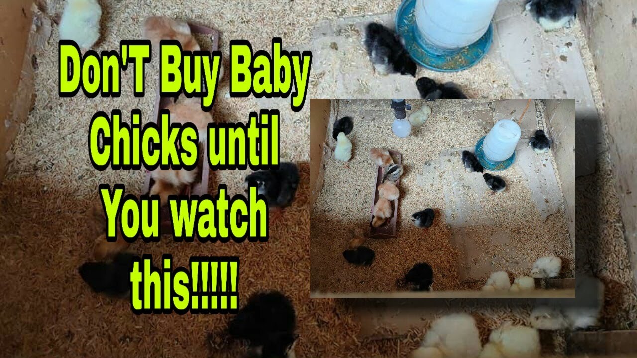 10 Tips sa Pag aalaga ng Sisiw | Beginner Guide | Free Range Chicken ...