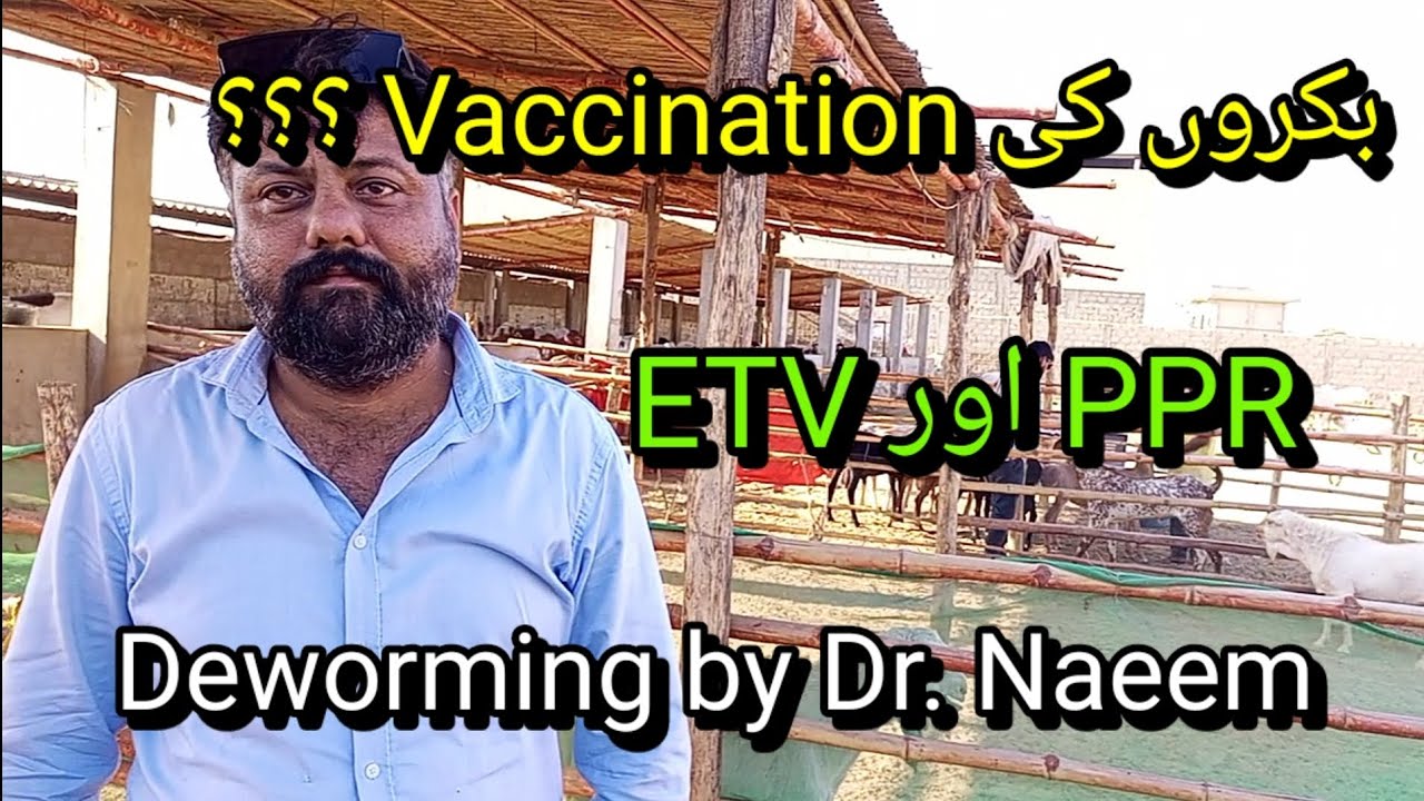 Bakron ki vaccination ETV aur PPR... Deworming by Dr. Naeem - YouTube
