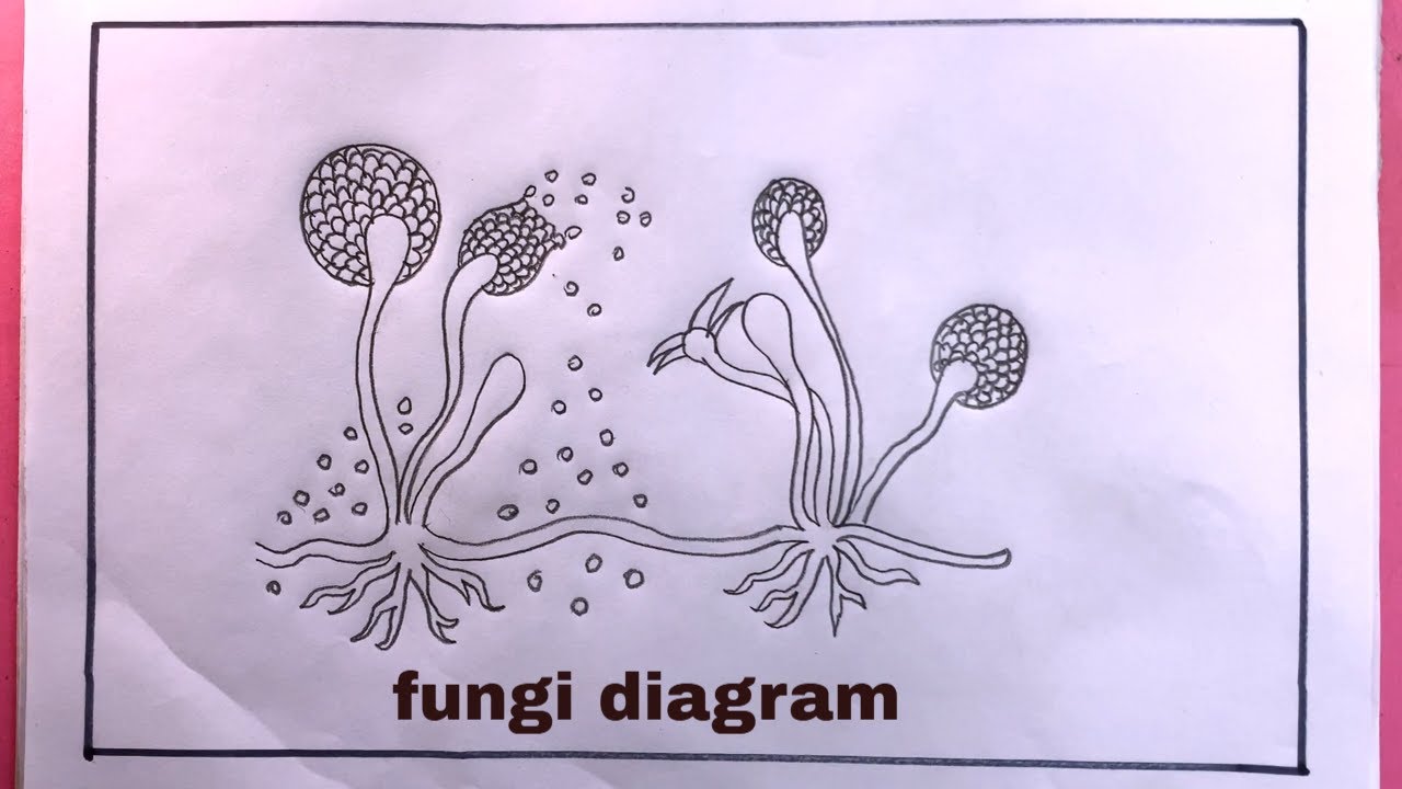 How To Draw A Easy fungi/Draw Fungi Diagram - YouTube