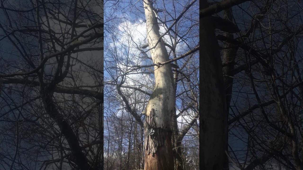 62 year old Arborist flopping old tree - YouTube