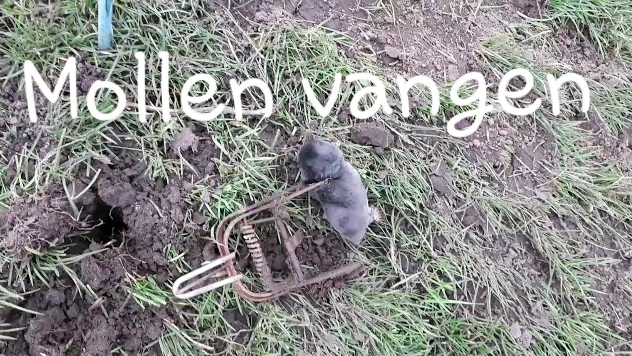 Boer Gerrit vlogt | Mollen vangen na het weideslepen - YouTube