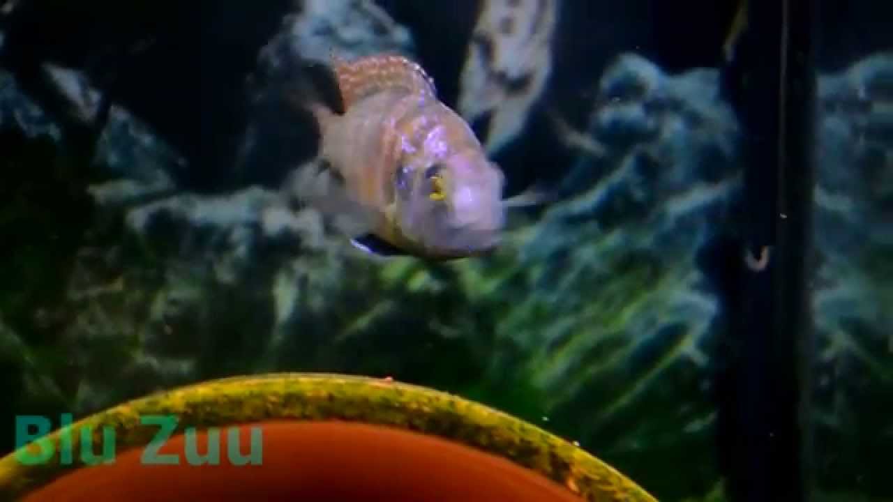 VC-10 Cichlid Young Male 02 - YouTube