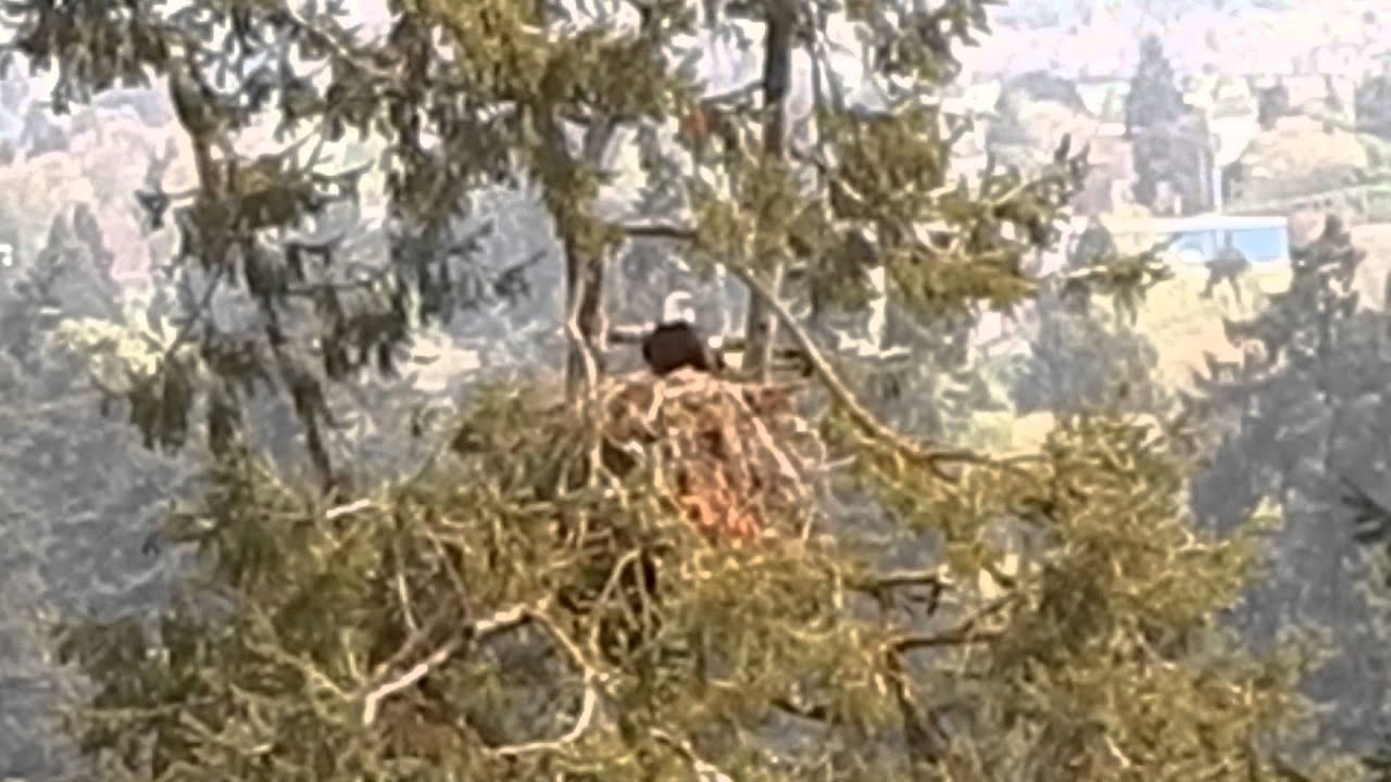 Bald Eagle nest on Skinners Butte Eugene, Oregon... - YouTube